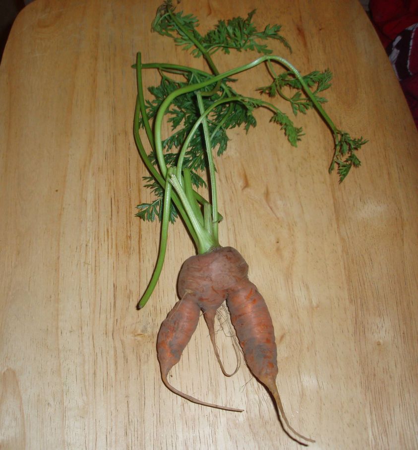 Edible Plants and Memories of Minna Lee, part five* – Pleasures of Plants