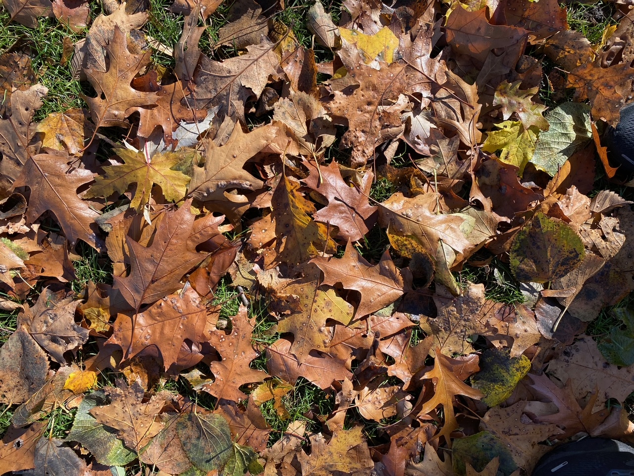 November Leaves, Above and Below – Pleasures of Plants